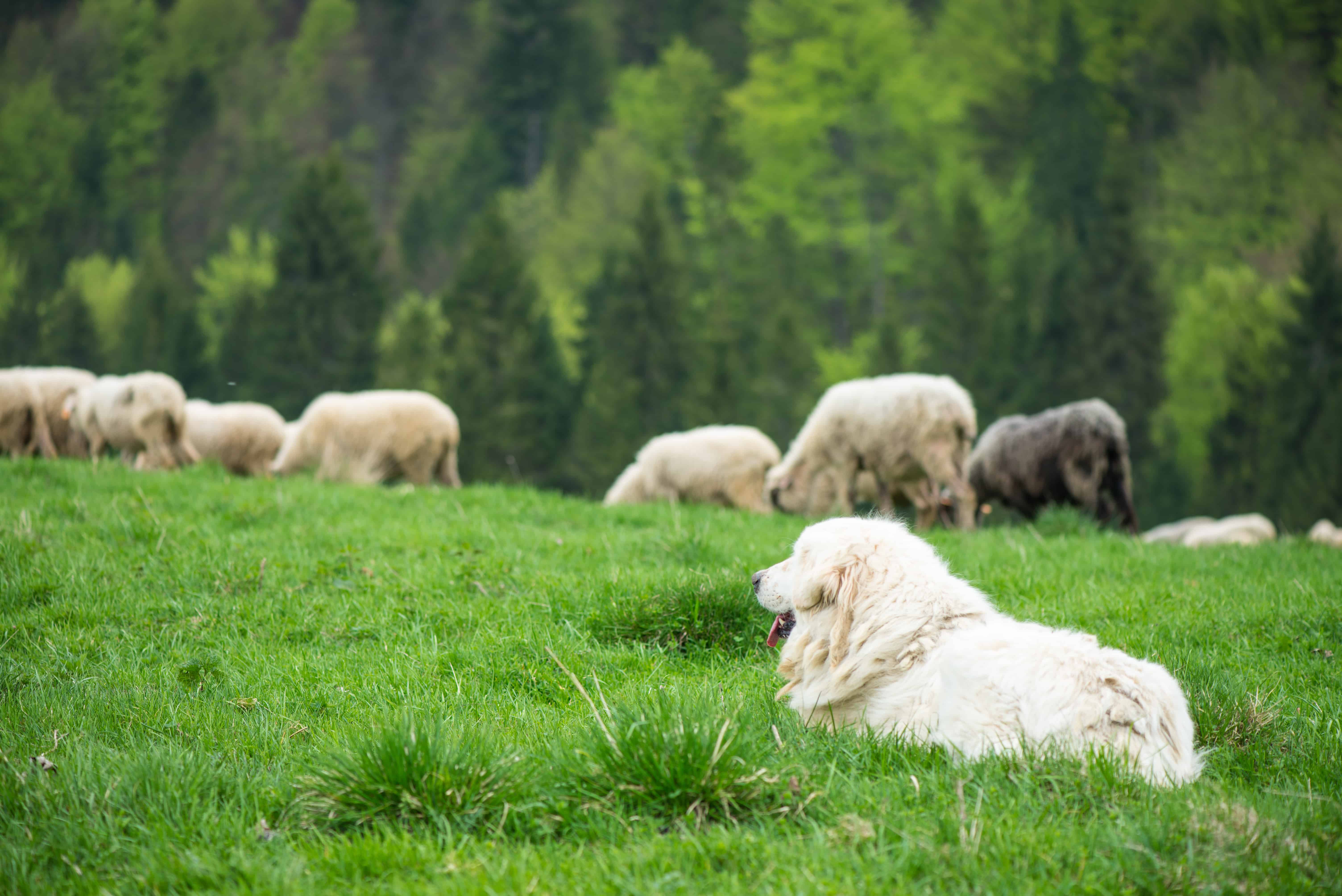 How To Protect Your Livestock From Predators Farmer s Wife Rambles